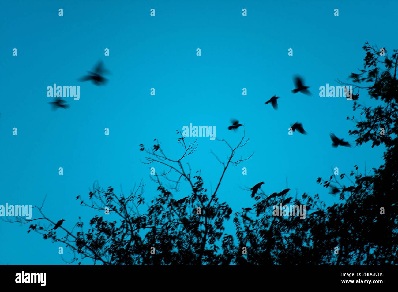 Birds flutters hi-res stock photography and images - Alamy