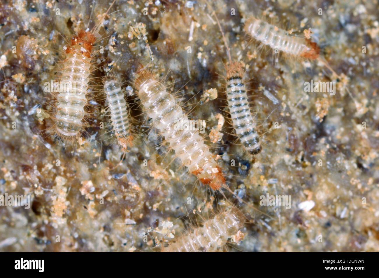 Larvae of Trogoderma glabrum is the skin beetles in the family ...
