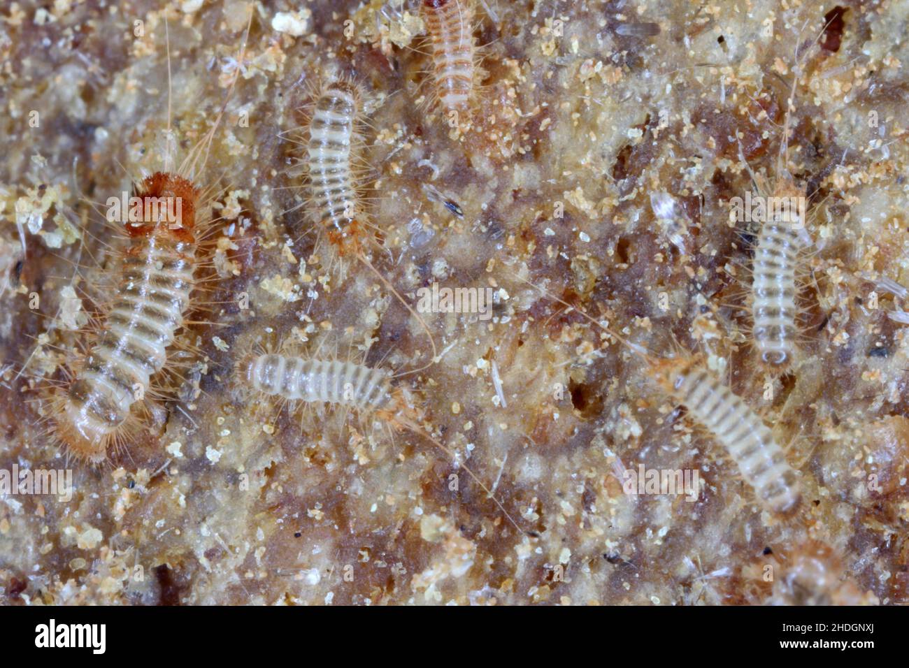 Larvae of Trogoderma glabrum is the skin beetles in the family ...