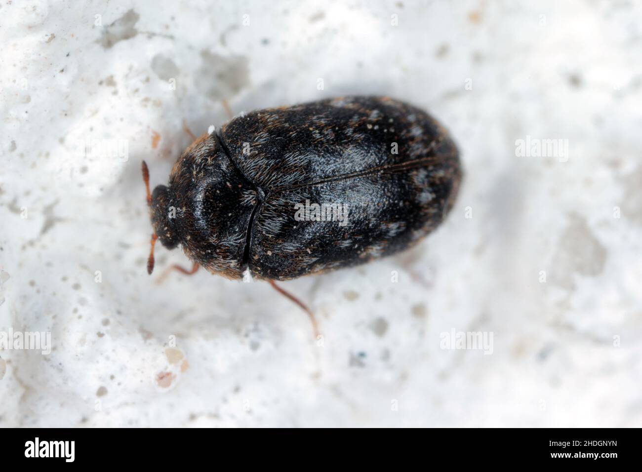 Trogoderma glabrum is the skin beetles in the family Dermestidae Stock ...