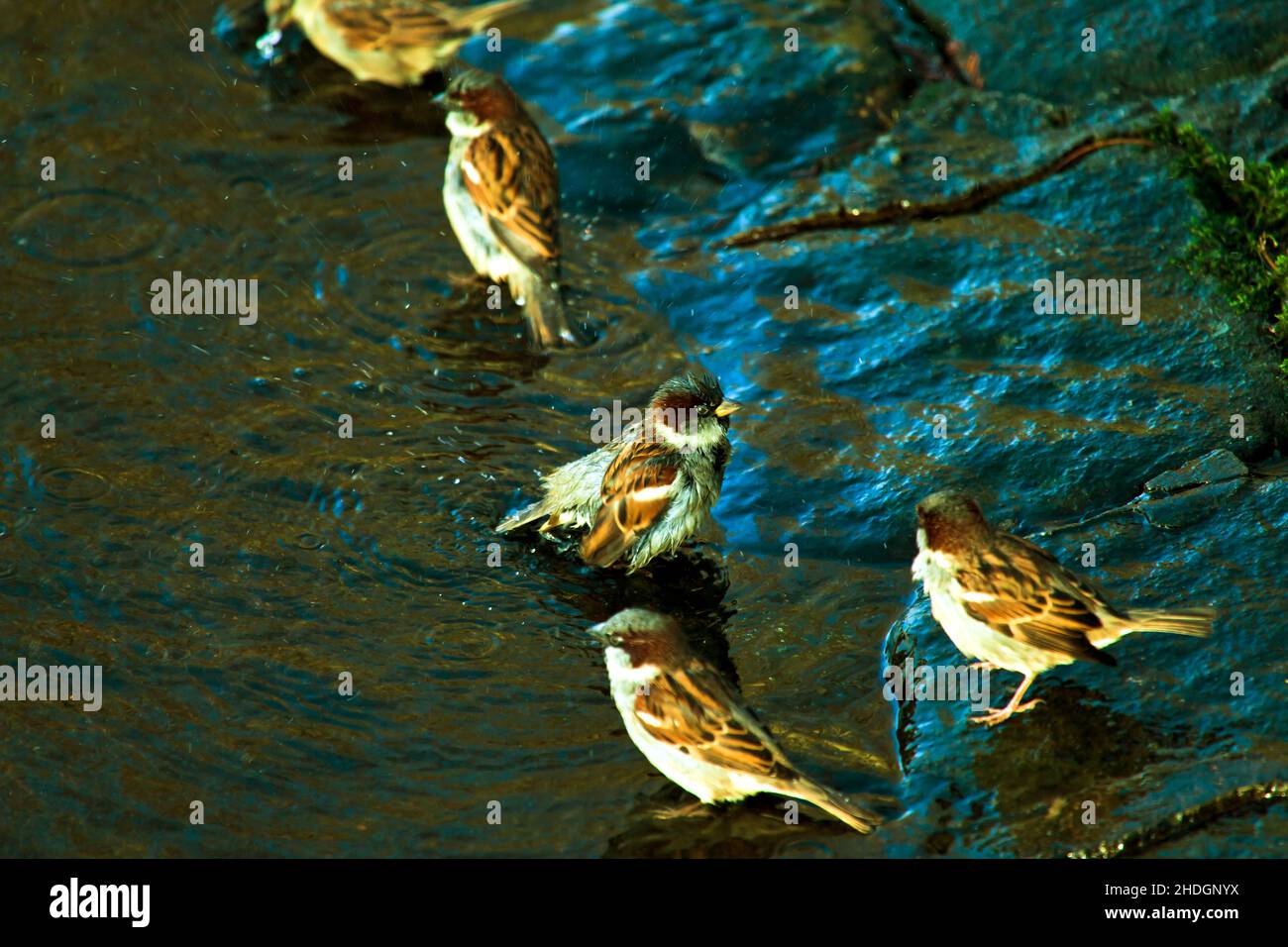 bathing, tree sparrow, to bath, tree sparrows Stock Photo - Alamy