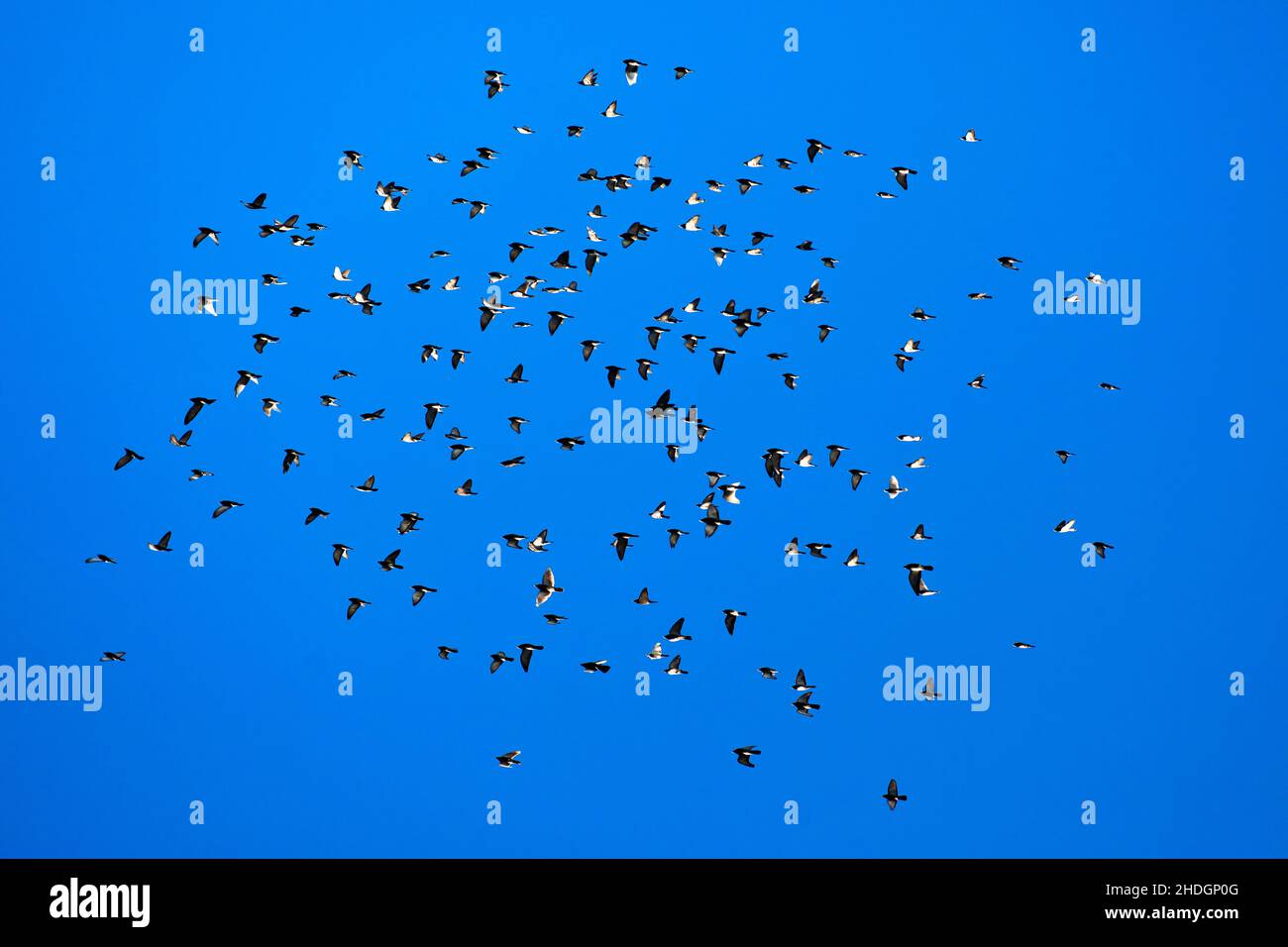 Pigeons swarms hi-res stock photography and images - Alamy