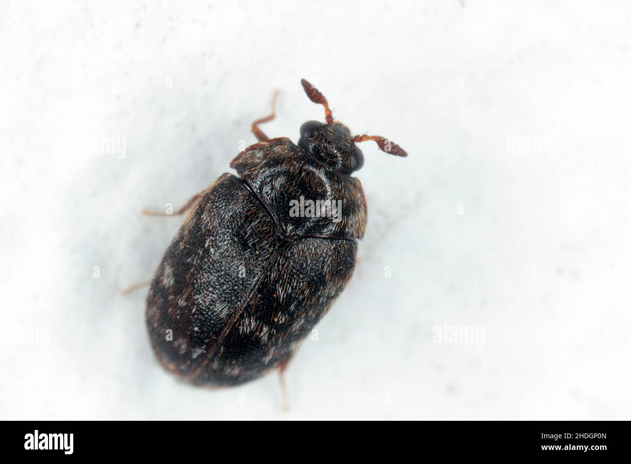 Trogoderma glabrum is the skin beetles in the family Dermestidae Stock ...