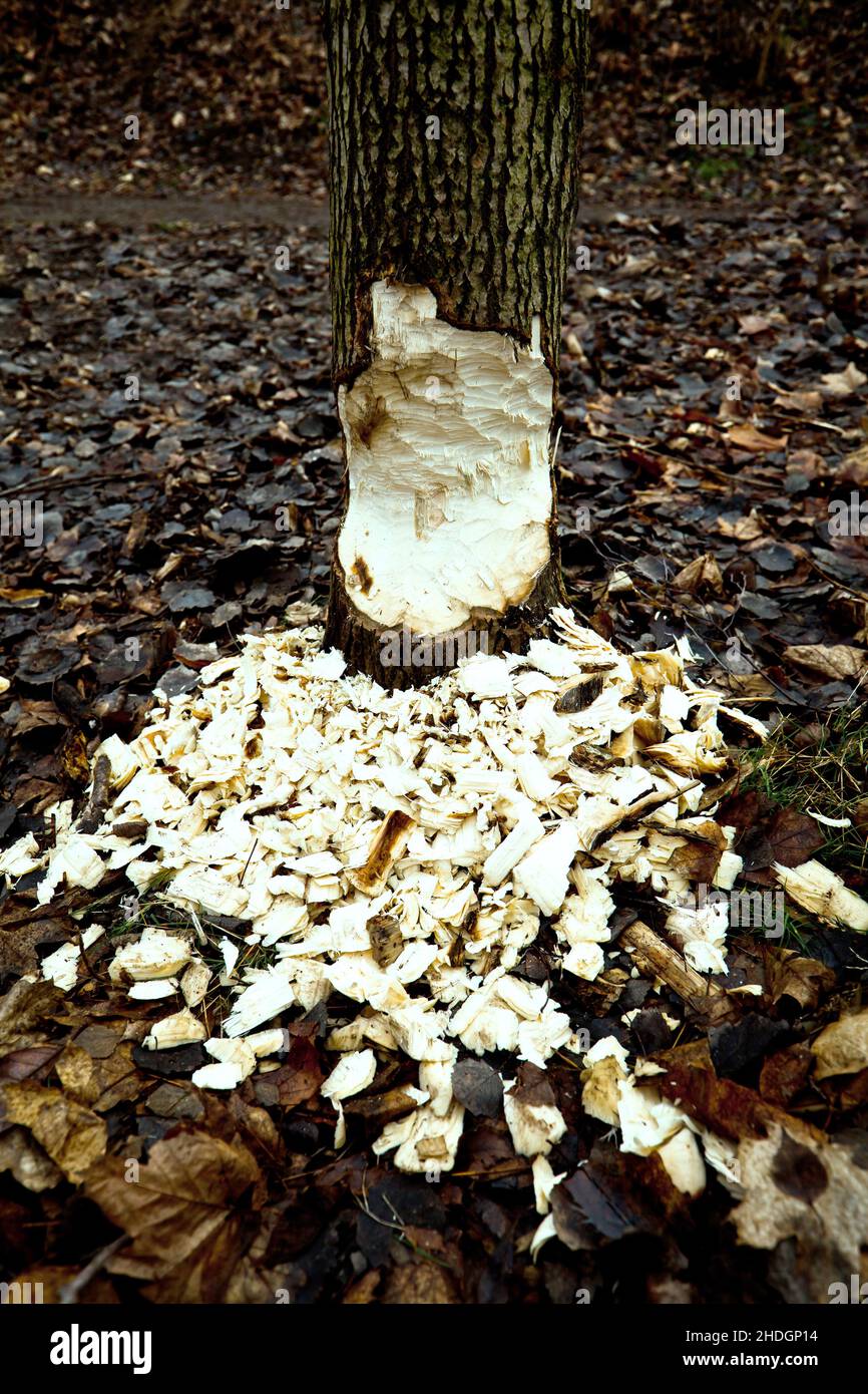 tree damage, beaver, bite track, tree damages, beavers Stock Photo - Alamy