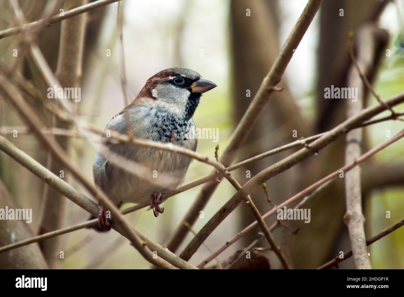 house sparrow, house sparrows Stock Photo - Alamy