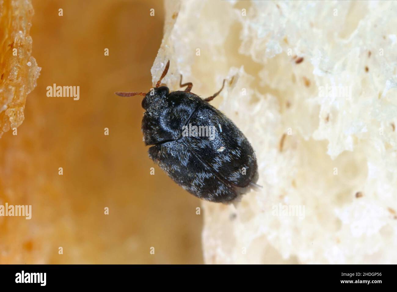 Trogoderma glabrum is the skin beetles in the family Dermestidae Stock ...