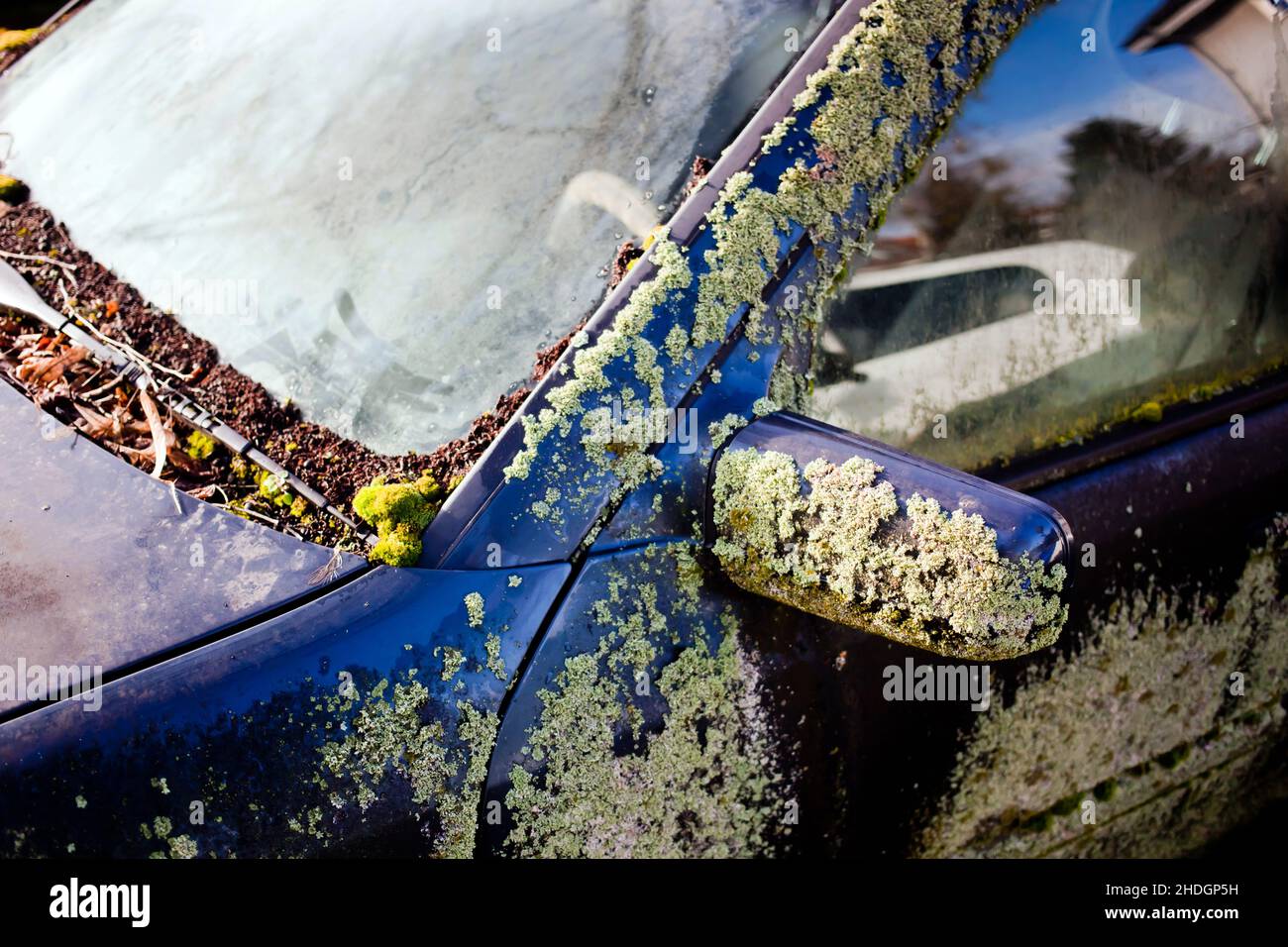 Lichen cars hi-res stock photography and images - Alamy
