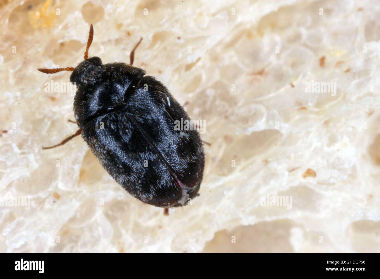 Trogoderma glabrum is the skin beetles in the family Dermestidae Stock ...