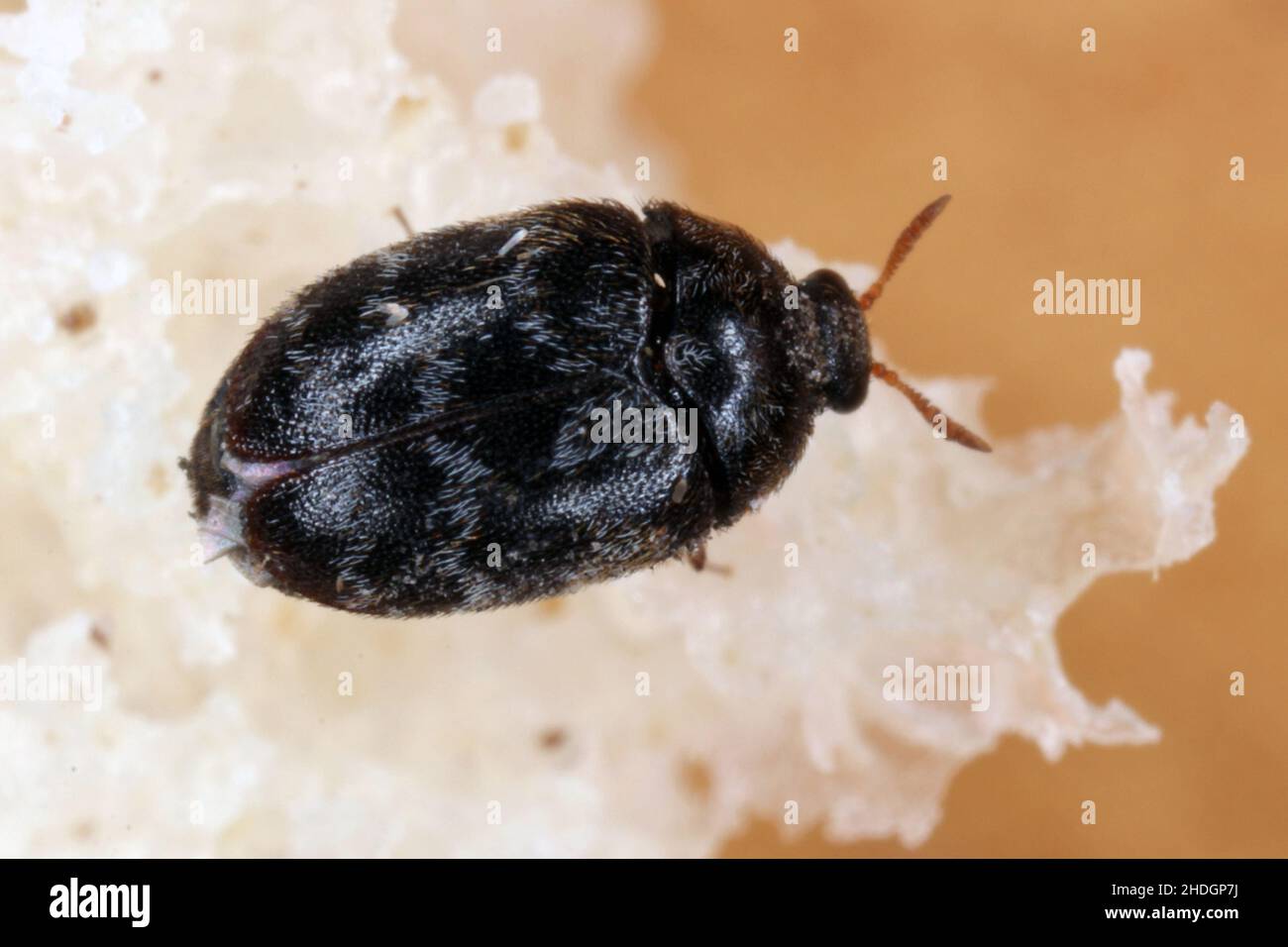 Trogoderma glabrum is the skin beetles in the family Dermestidae Stock ...
