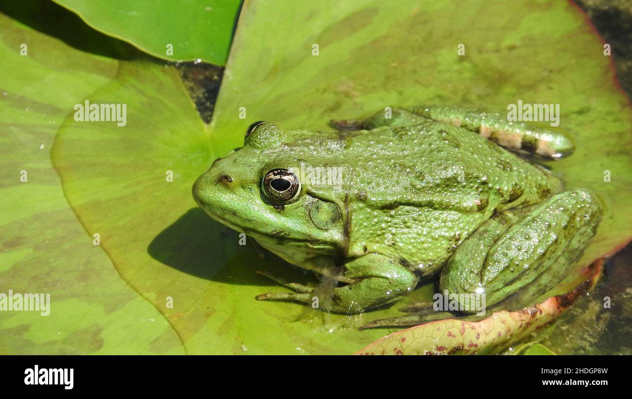 edible frog, water frog, edible frogs, water frogs Stock Photo - Alamy