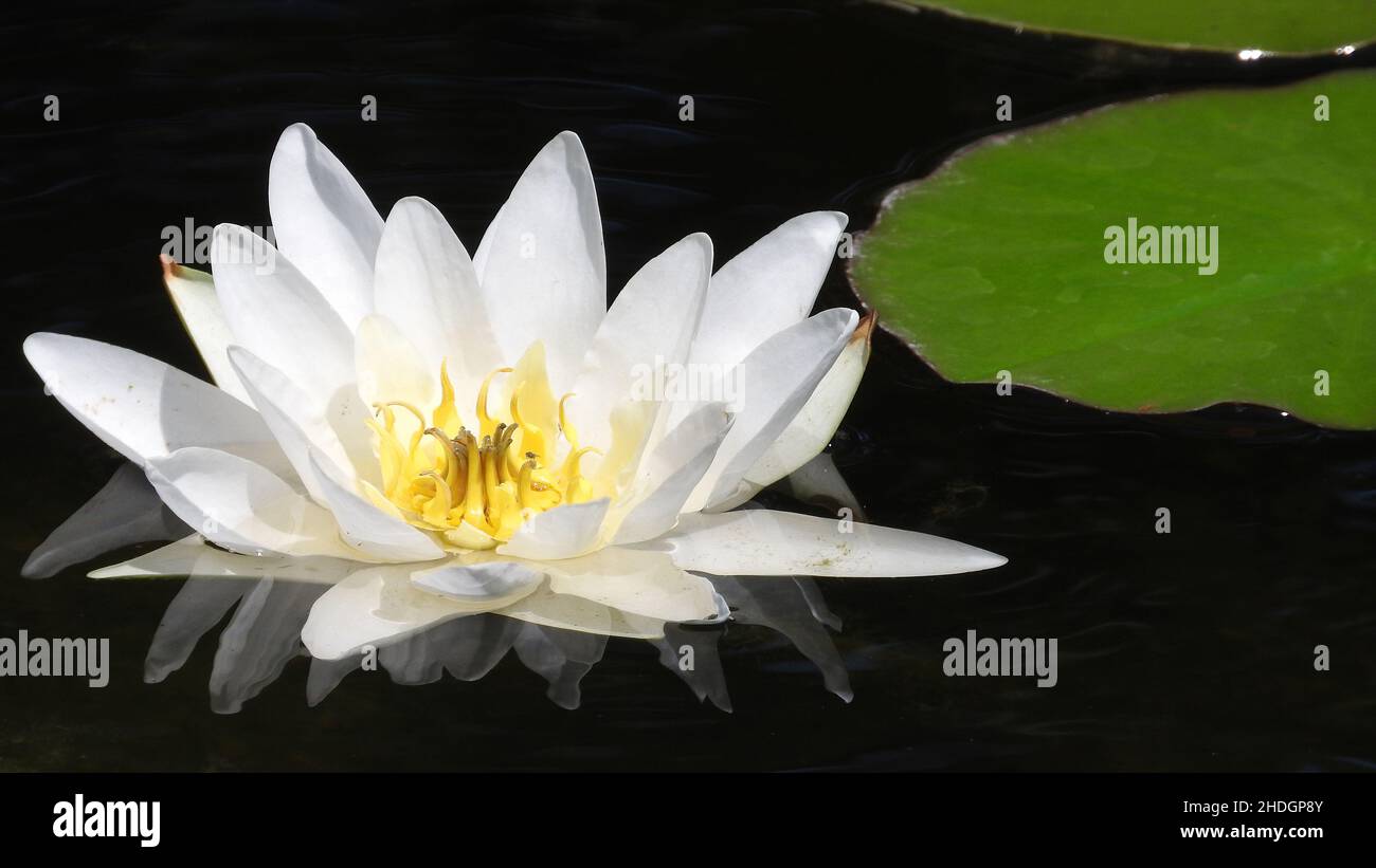 water lily, white waterlily, water lilies, waterlilie, waterlilies ...