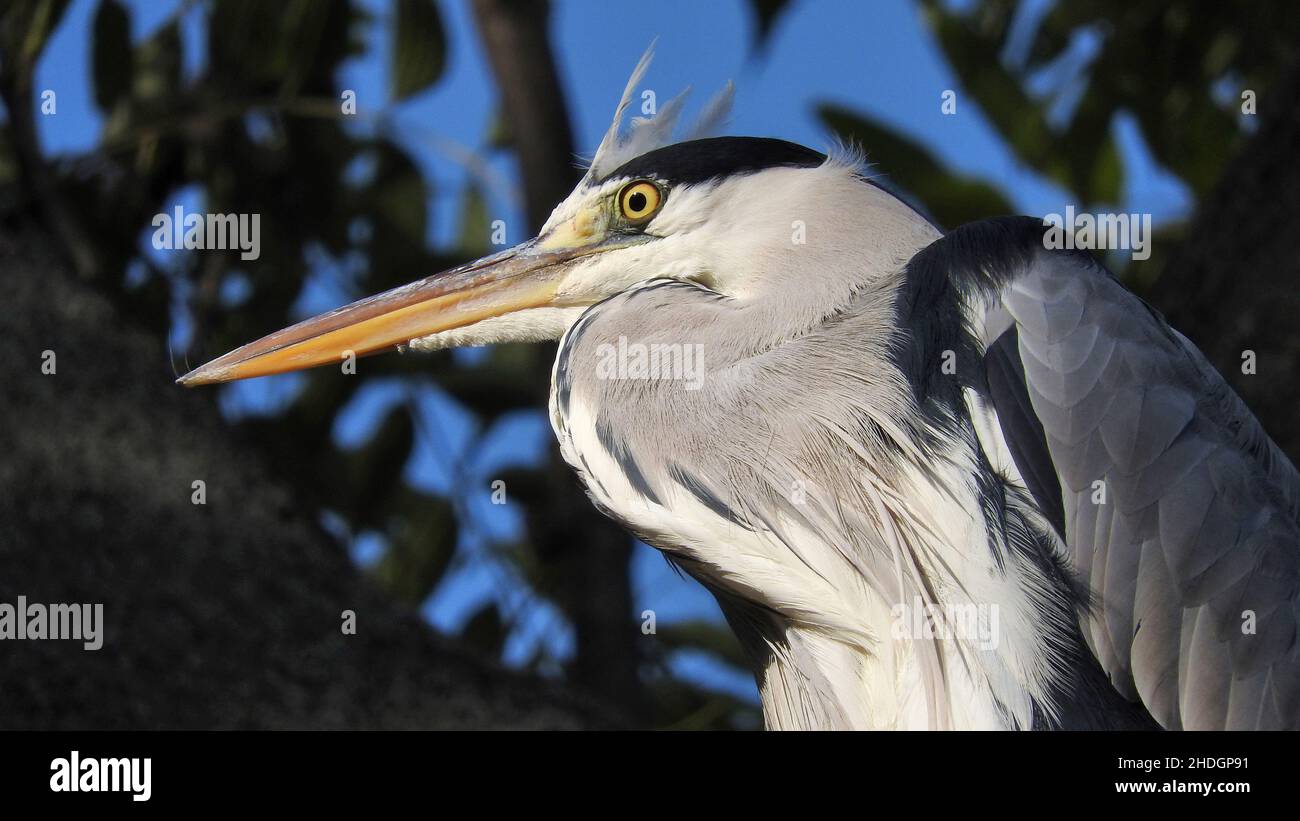 gray heron, gray herons Stock Photo - Alamy