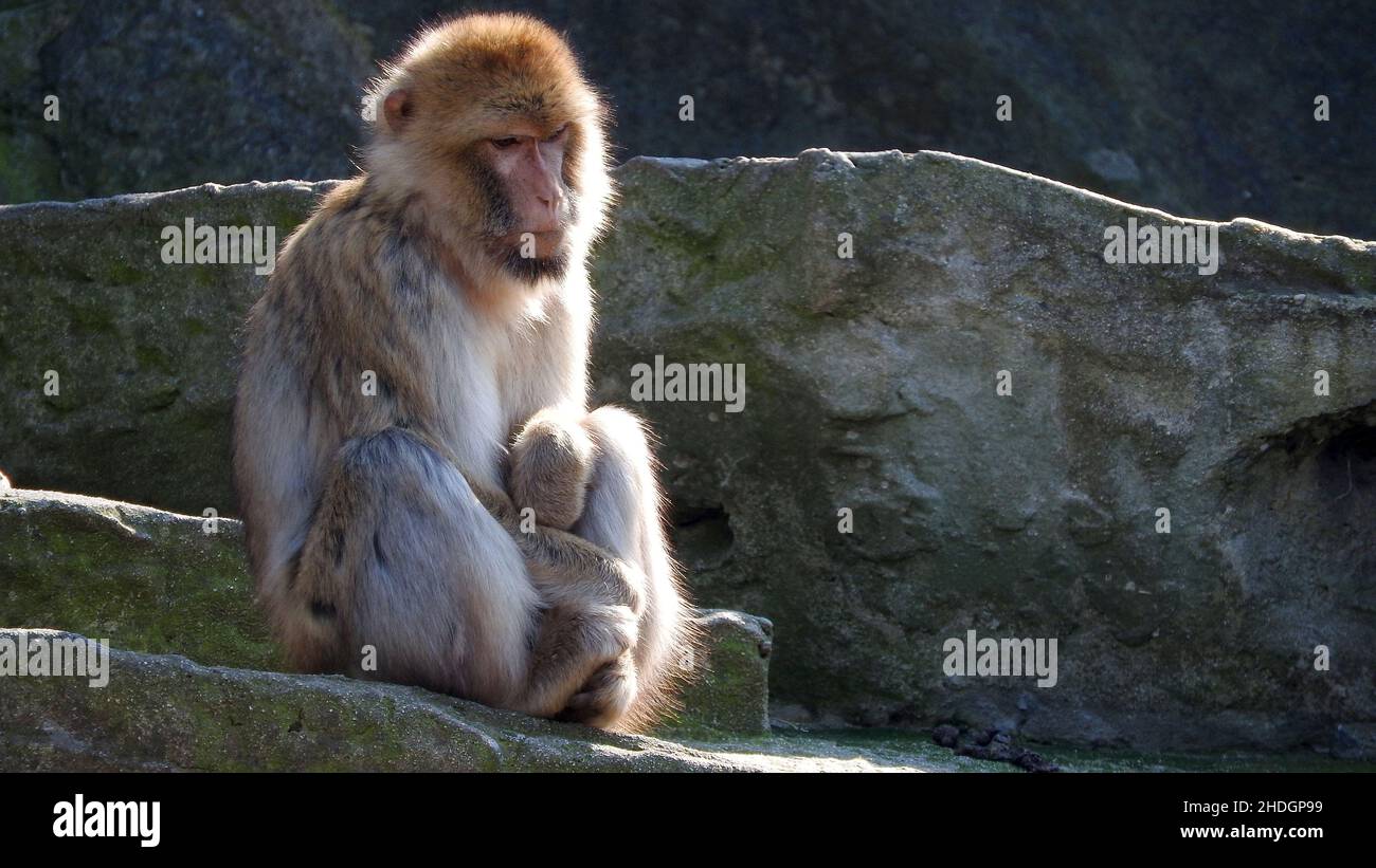 barbary macaque, barbary macaques, monkey, primate Stock Photo - Alamy