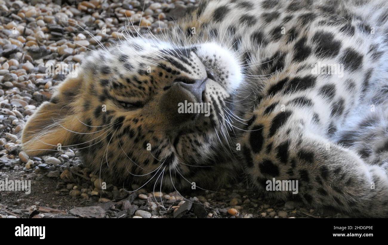 leopard, display boards Stock Photo - Alamy
