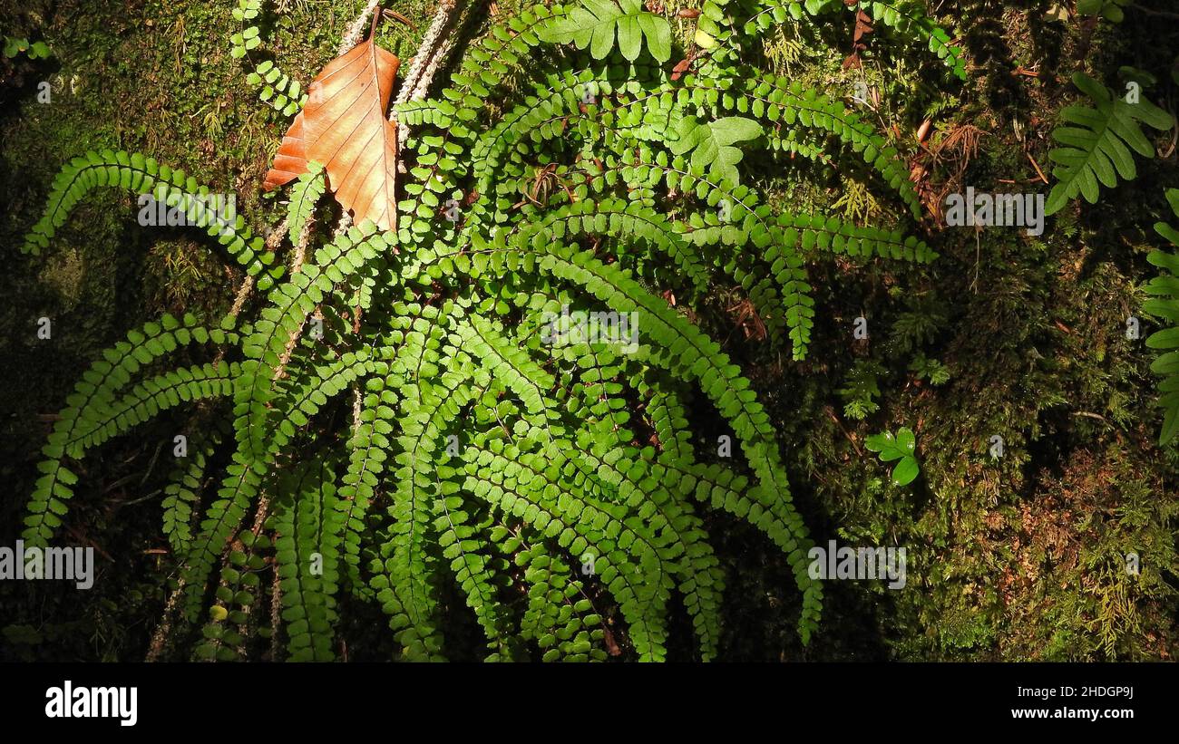 Spleenworts hi-res stock photography and images - Alamy