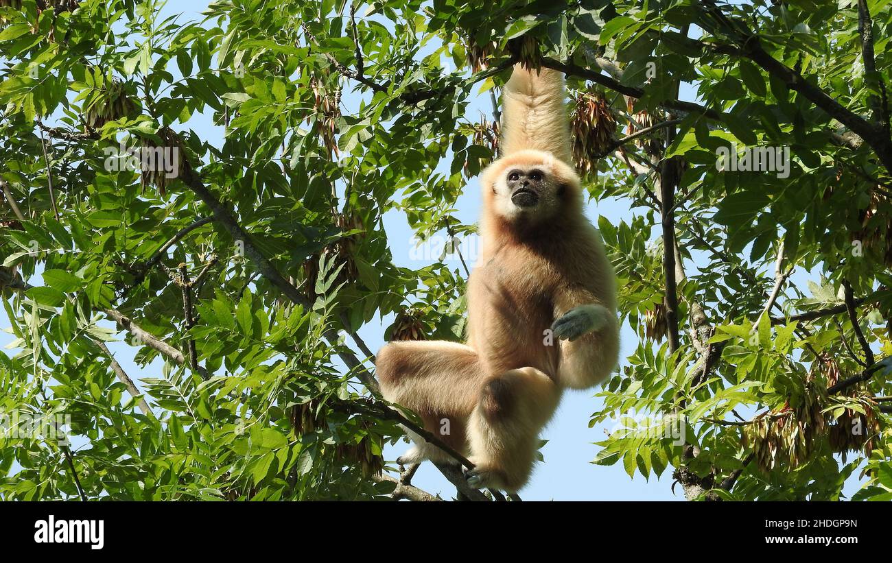 Mammal gibbon lar hi-res stock photography and images - Alamy