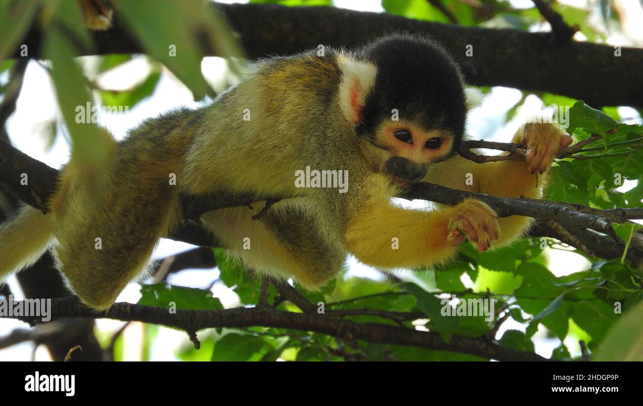 Tufted capuchin monkeys hi-res stock photography and images - Alamy