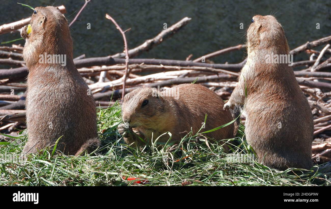 Three prairie dogs hi-res stock photography and images - Alamy