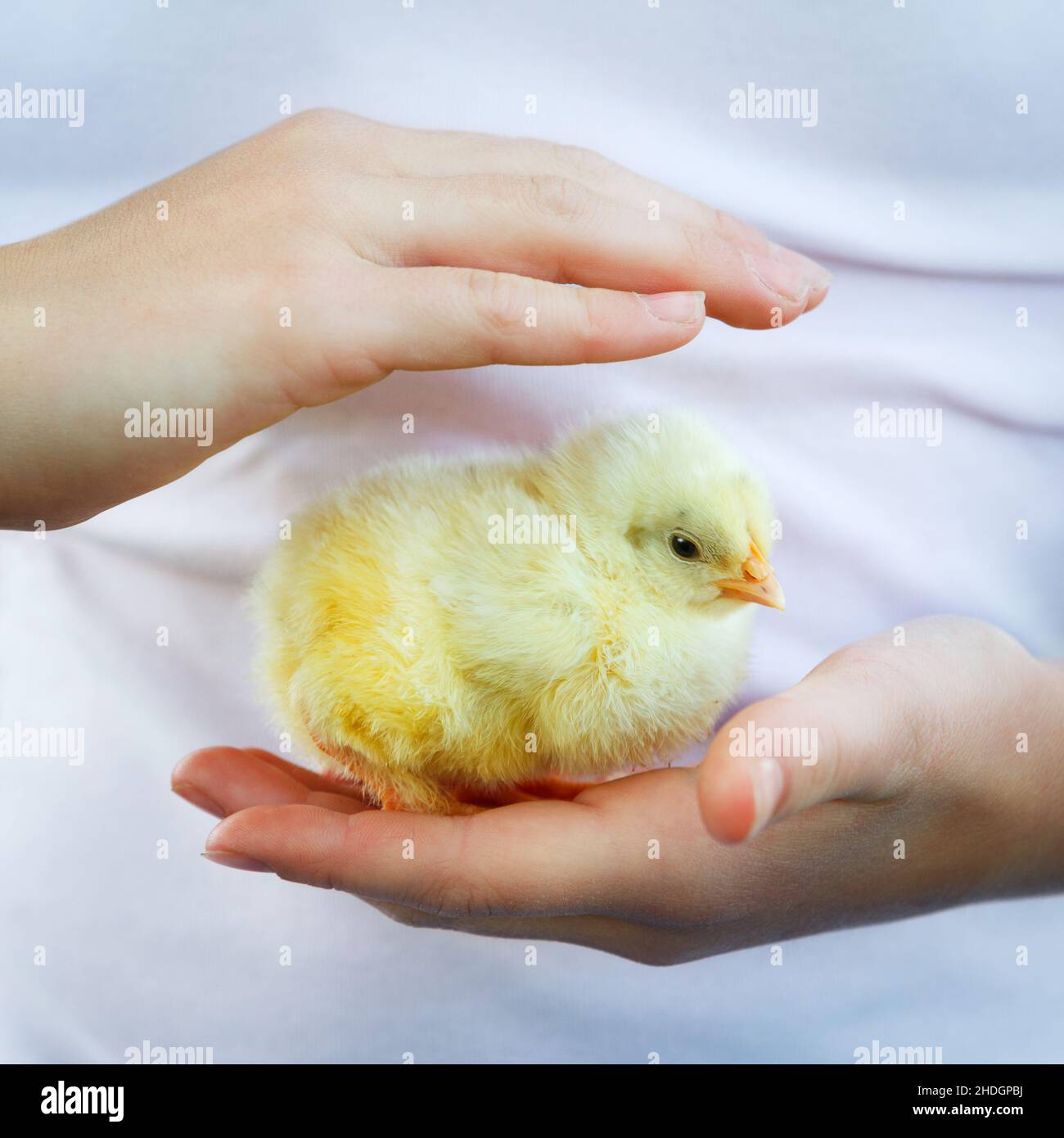 security & protection, chicks, baby chicken, security & protections ...