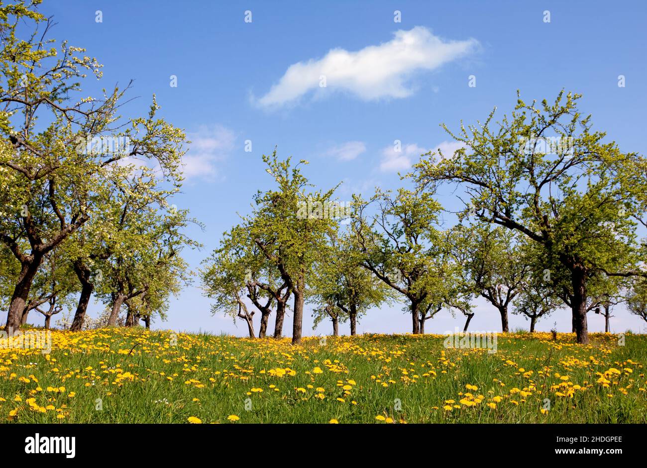 fruit tree, fruit orchard, fruit trees, orchards Stock Photo - Alamy