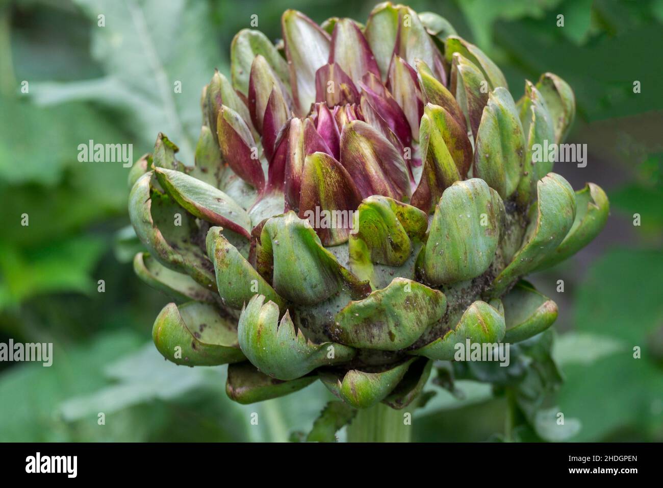 artichoke, inflorescence vegetables, artichokes Stock Photo - Alamy