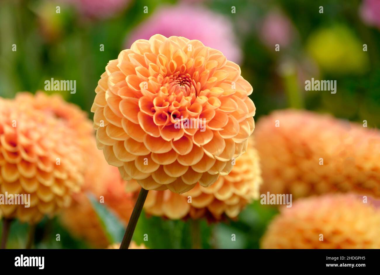 dahlia, port fuad, dahlias Stock Photo - Alamy