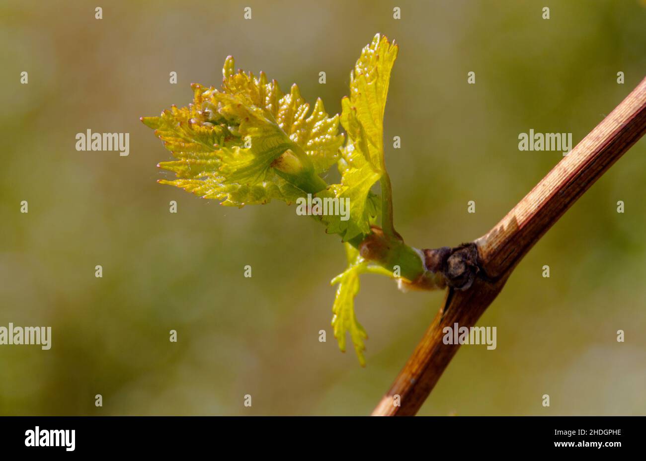 vine, sprout, vines, sprouts Stock Photo - Alamy