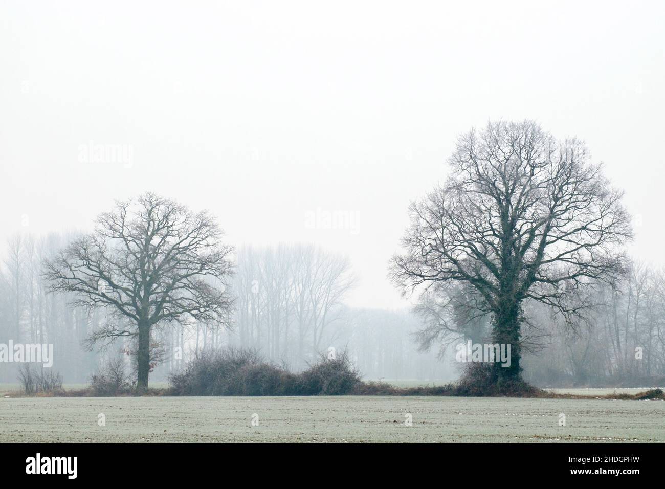 tree, winter, fog, trees, winters, fogs Stock Photo - Alamy