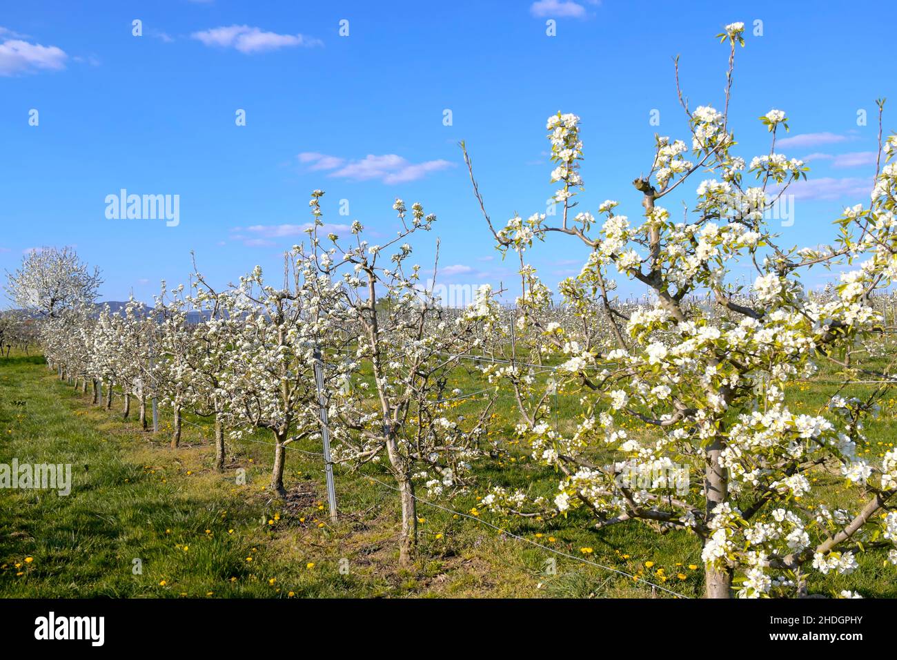 Spring fruit tree hi-res stock photography and images - Alamy