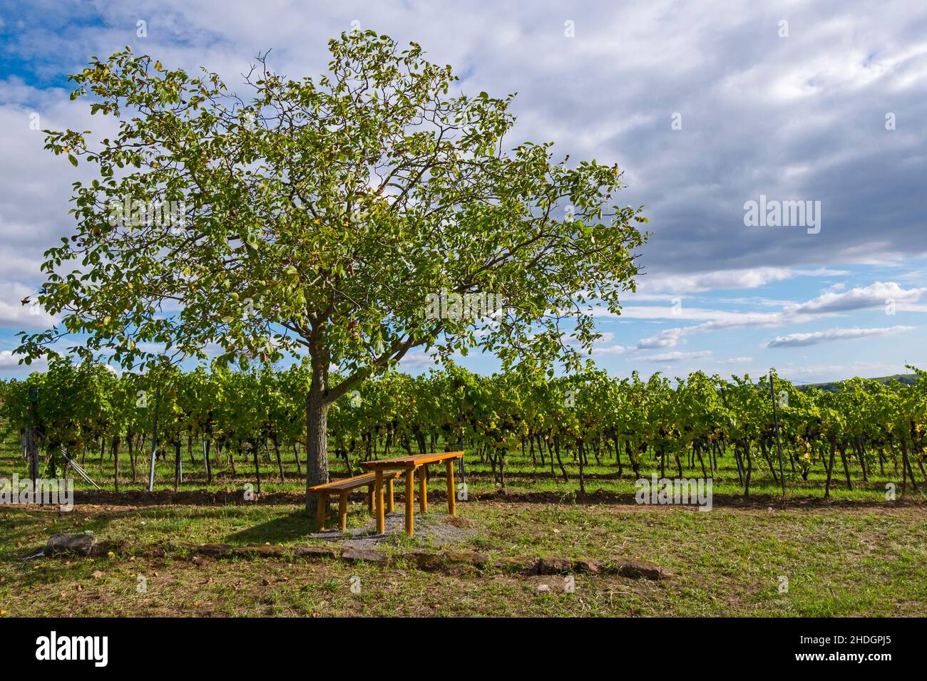 tree, vineyard, rest stop, walnut tree, trees, vineyards, rest stops ...