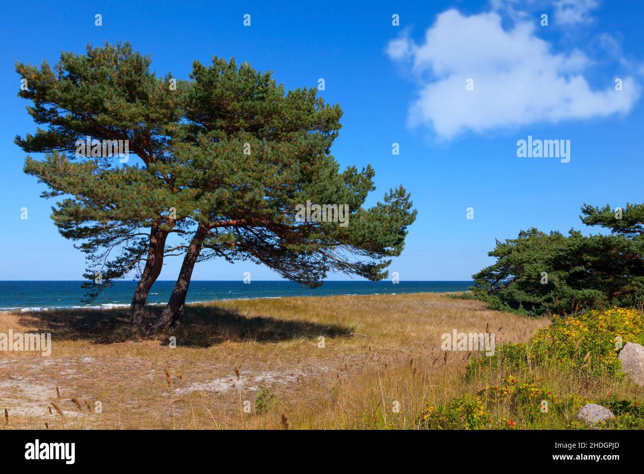 tree, baltic sea, pine tree, fischland darß zingst, trees, baltic seas ...