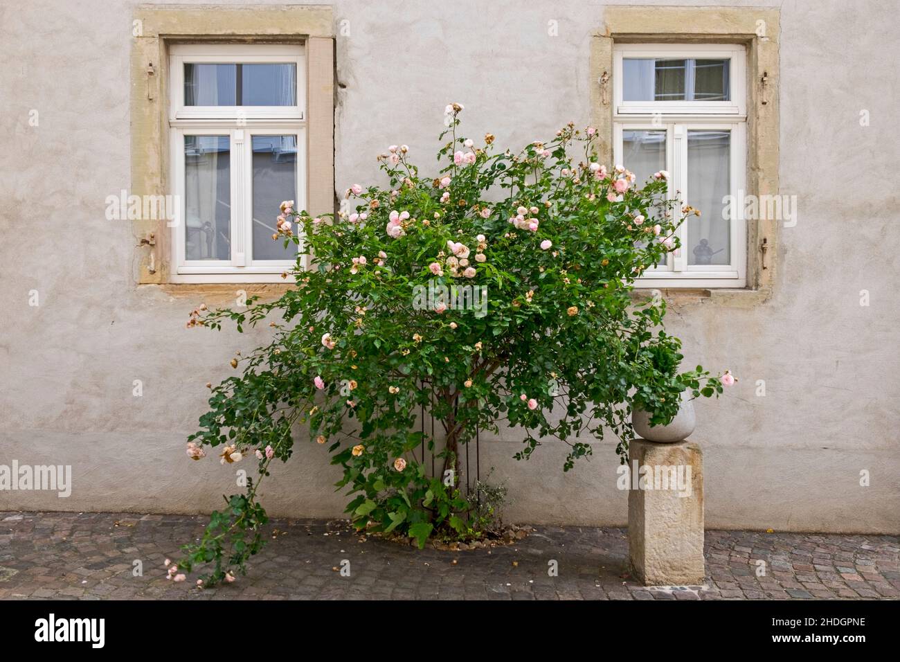 rose tree, climbing rose, rose trees, climbing roses Stock Photo - Alamy