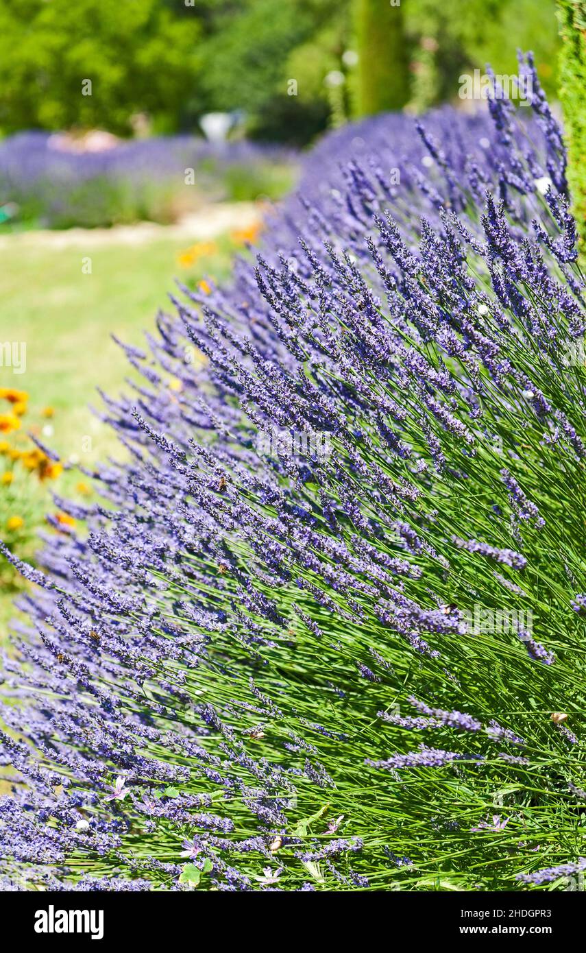 lavender, lavender bed, lavenders, lavender beds Stock Photo - Alamy