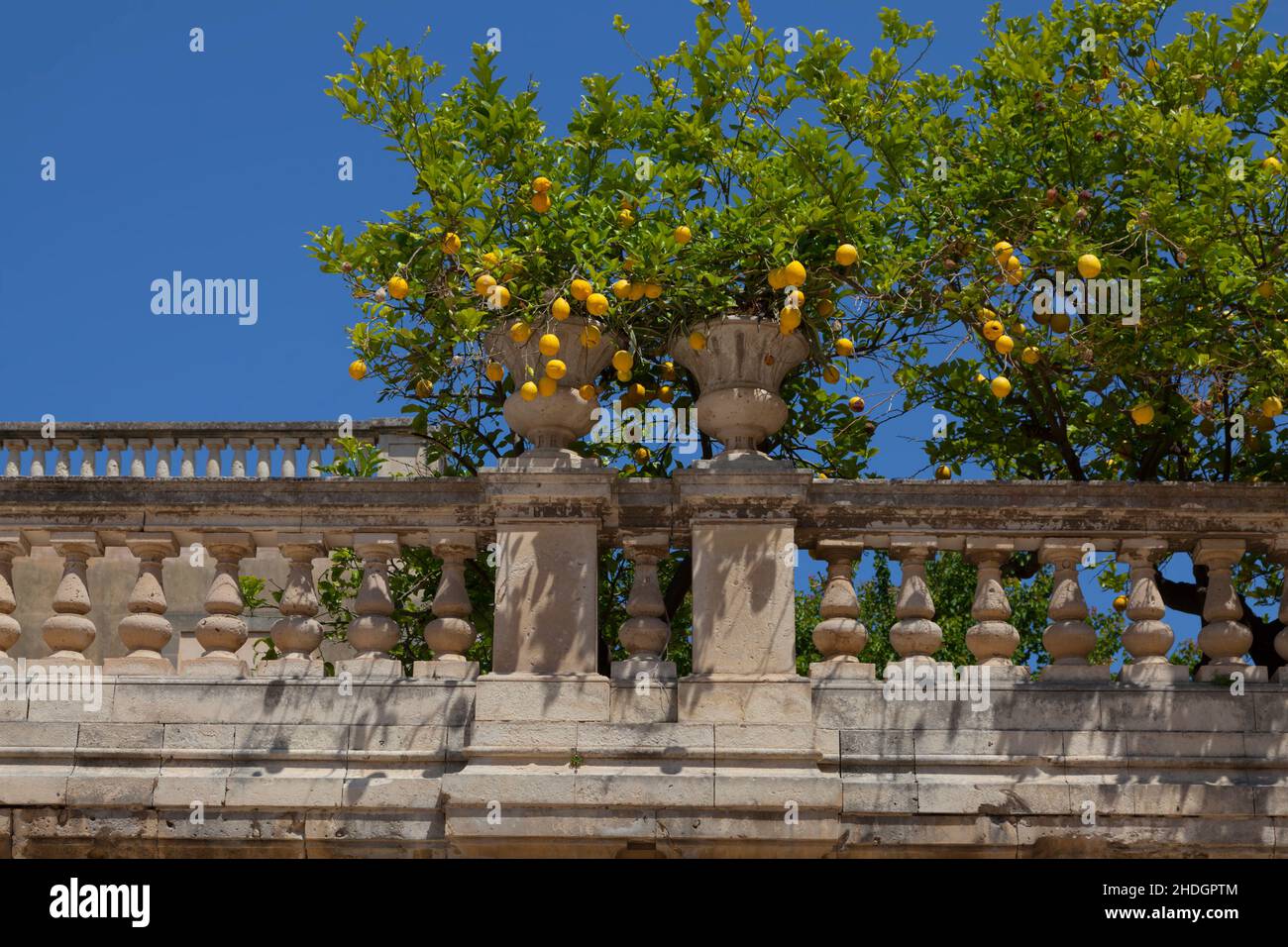 Sicily lemon trees hi-res stock photography and images - Alamy