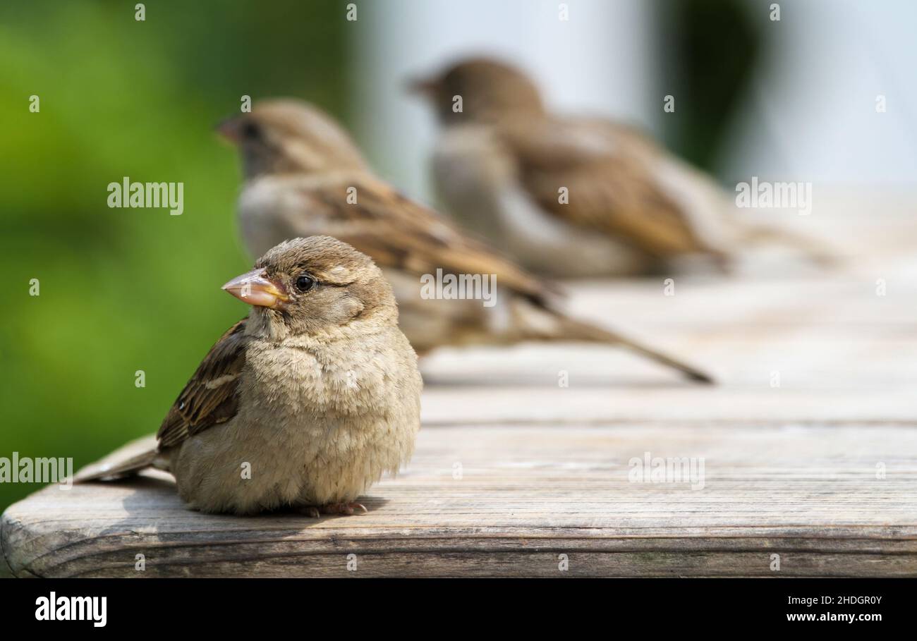 Mockingbird house hi-res stock photography and images - Alamy