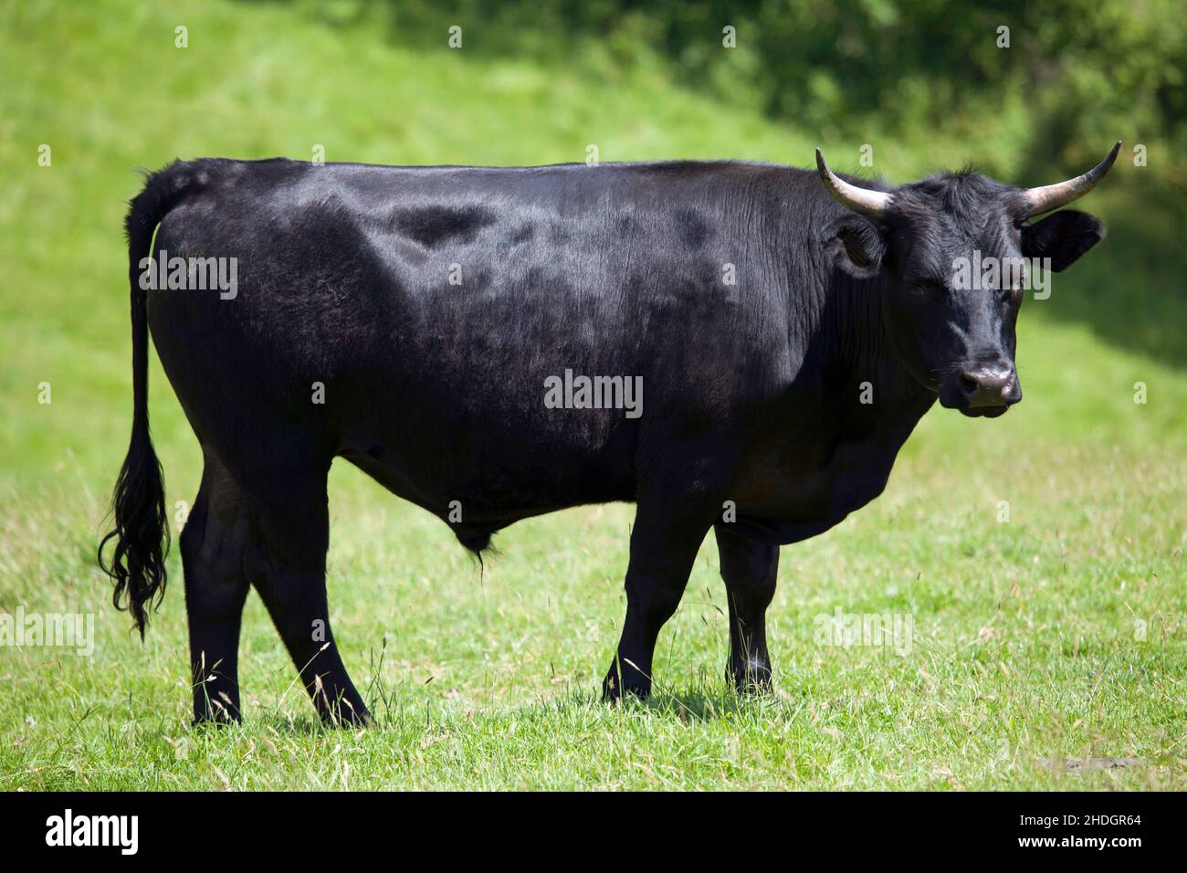cattle, bull, Dexter cattle, cattles, livestock, bulls Stock Photo - Alamy