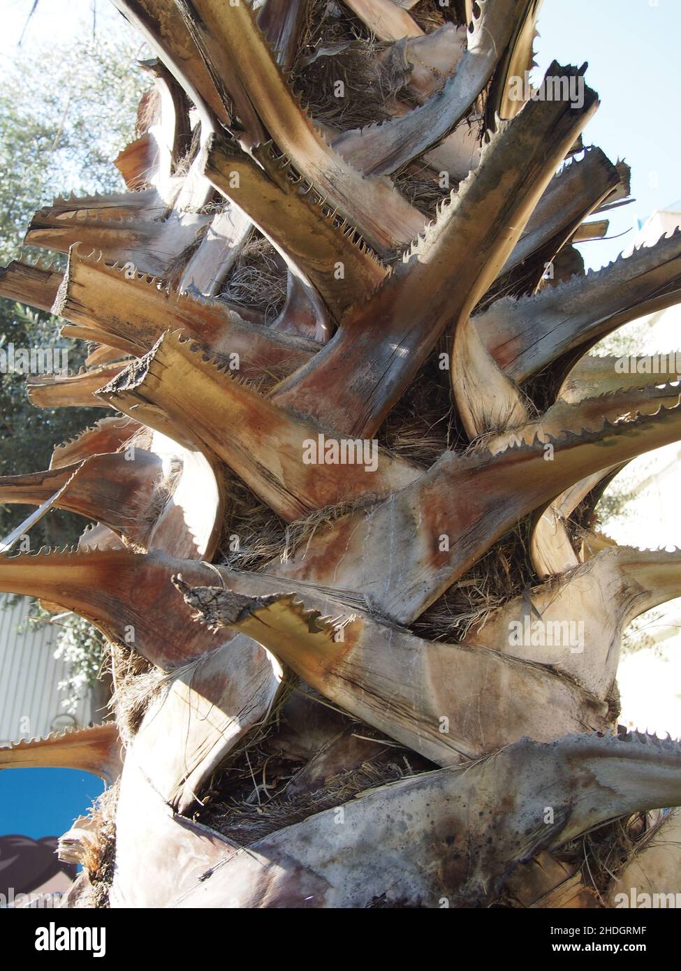 Palm trunk. Texture of tropical tree Stock Photo - Alamy