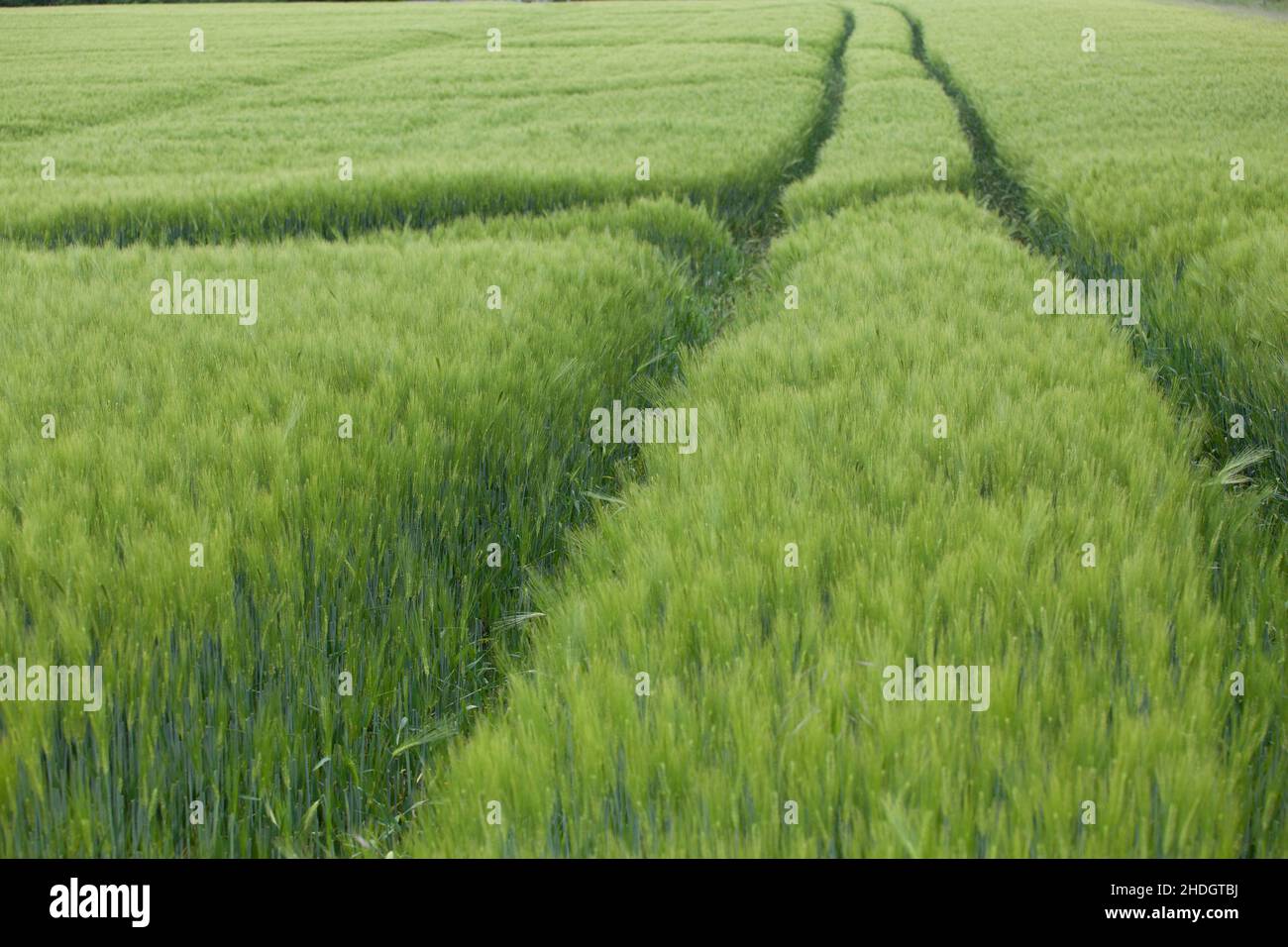 field, barley, grainfield, fields, barleys, grainfields Stock Photo - Alamy