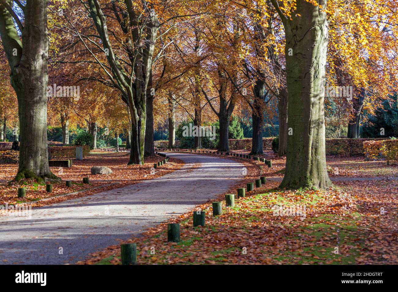 cemetery, autumn, tree alley, cemeteries, fall, tree alleys Stock Photo ...