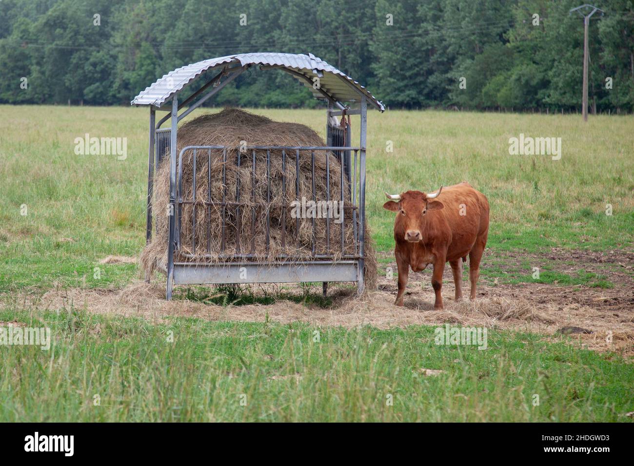 cattle, feeding, cattles, livestock, feed, feedings Stock Photo - Alamy