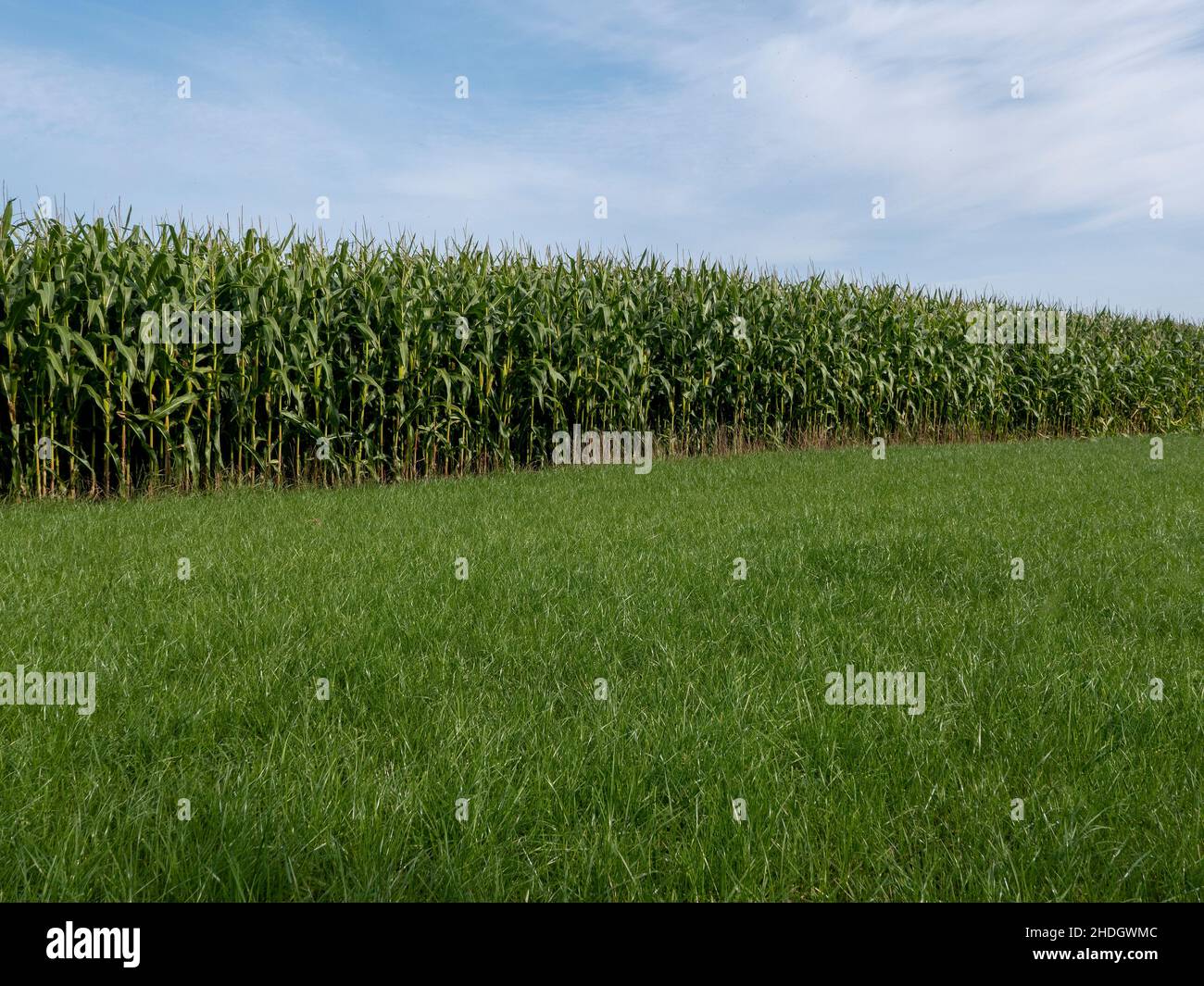 maize field, cornfields Stock Photo - Alamy
