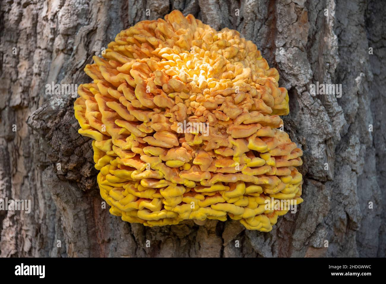 laetiporus, sulphur polypore, chicken-of-the-woods, crab-of-the-woods ...