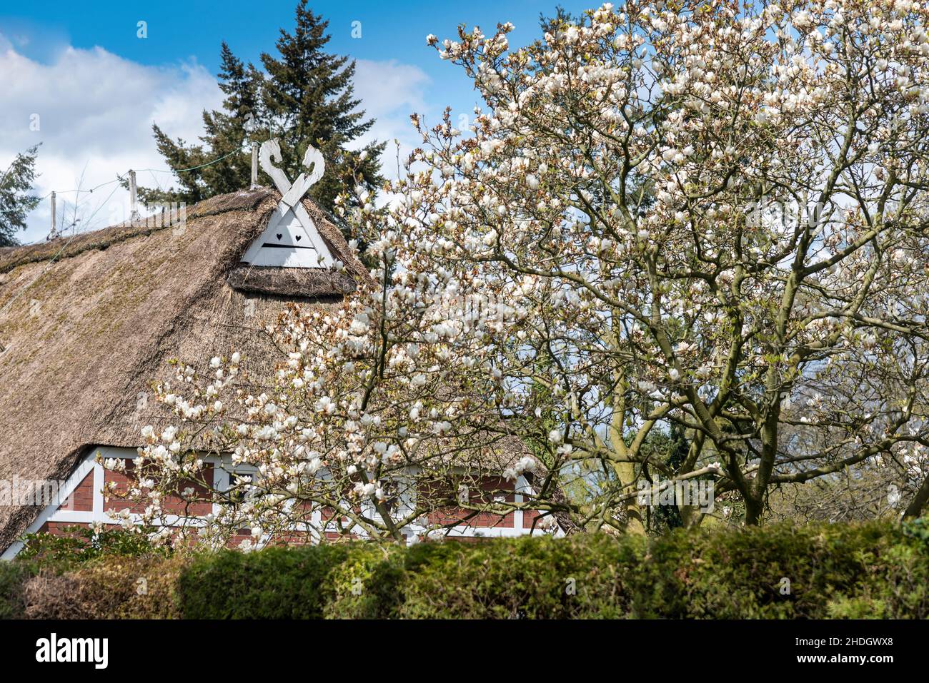 house, thatch roof, houses, thatch roofs Stock Photo - Alamy