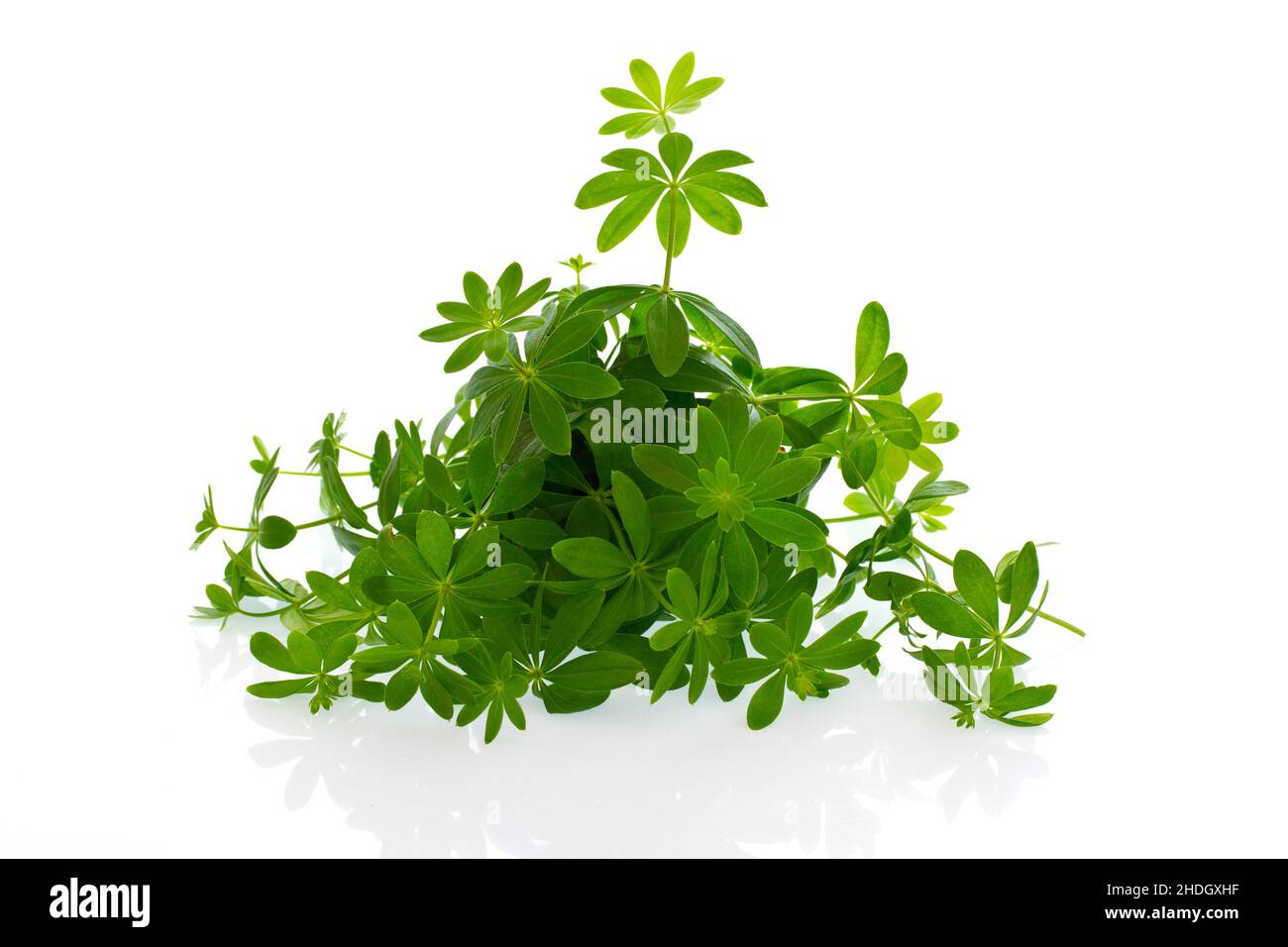 woodruff, weed, woodruffs, weeds Stock Photo - Alamy