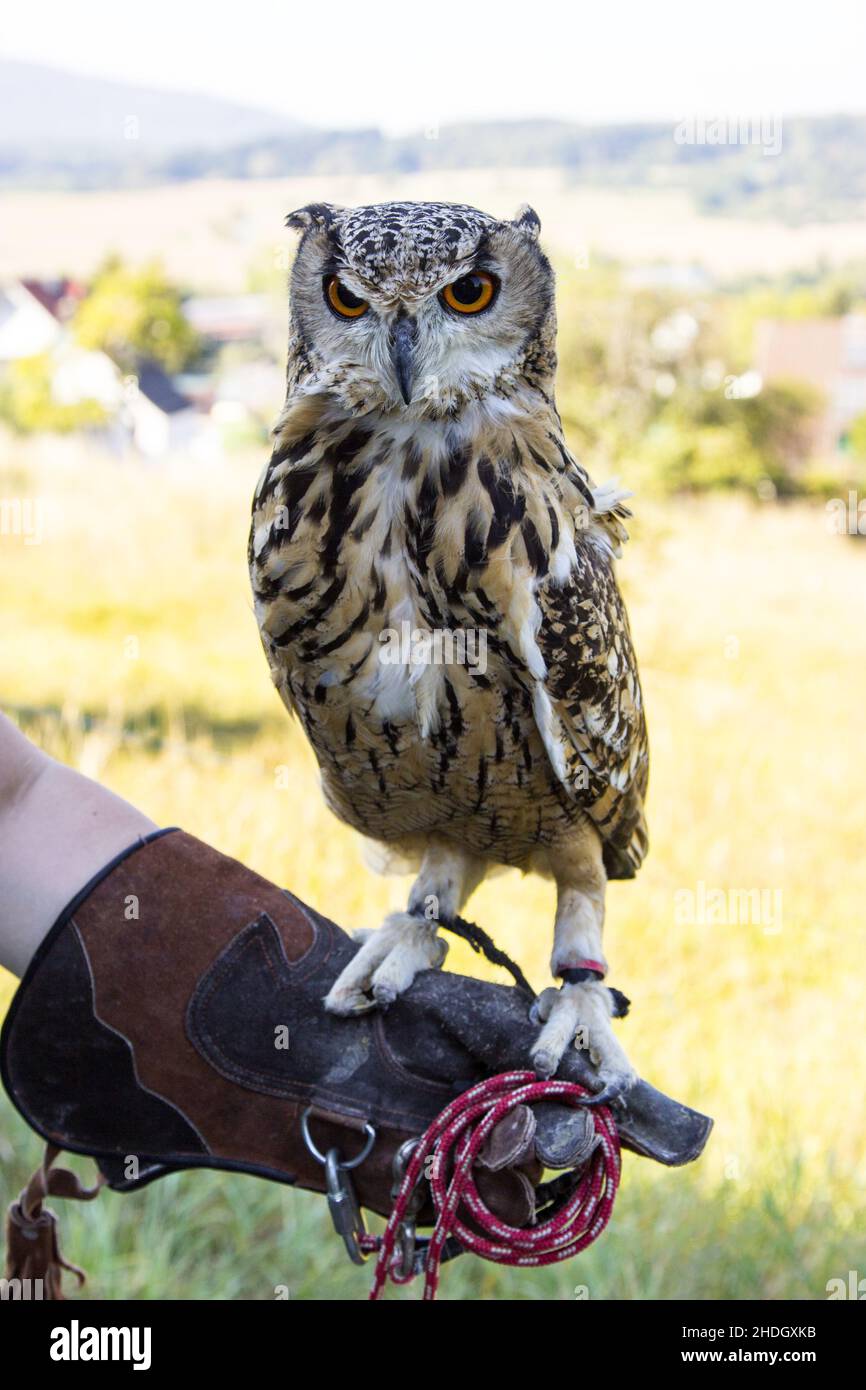 Falconry dog hi-res stock photography and images - Alamy