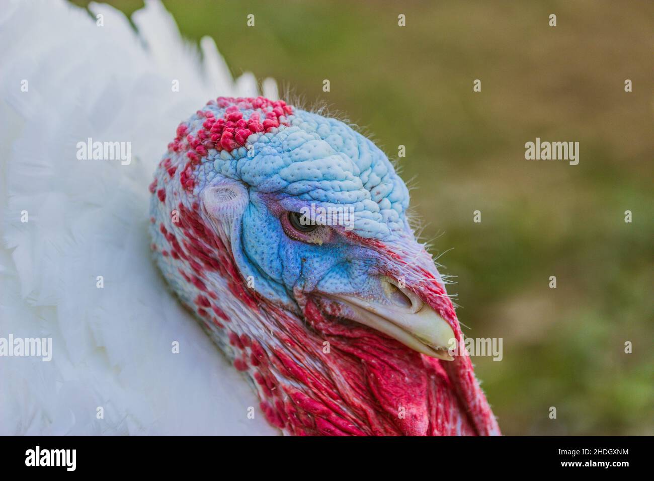 Turkeys portraits hi-res stock photography and images - Alamy
