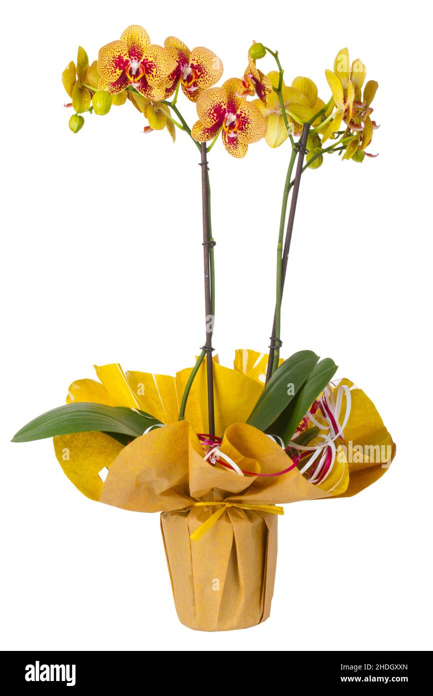 orchid, flower stalk, orchids, flower stalks Stock Photo - Alamy