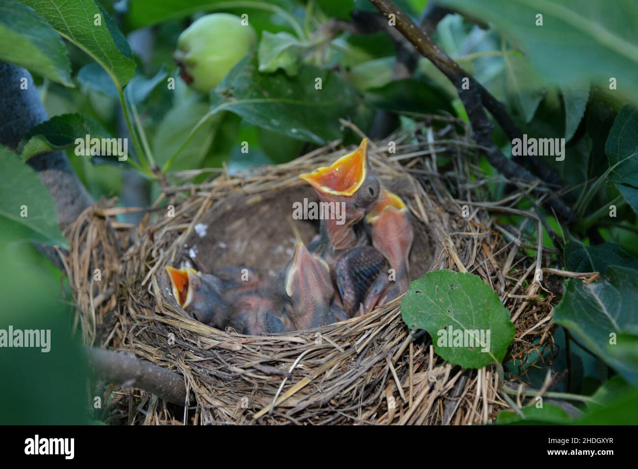 Young birds in the nest Stock Photo - Alamy