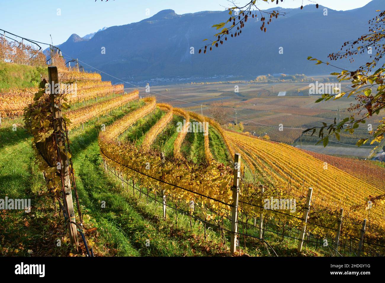 Turn yellow leaves hi-res stock photography and images - Alamy