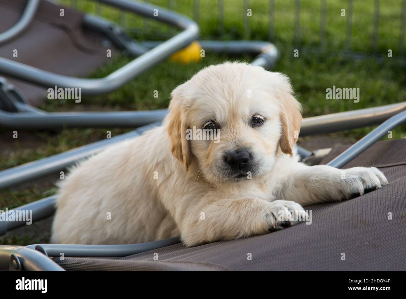 puppy, golden retriever, puppies, golden retrievers Stock Photo - Alamy